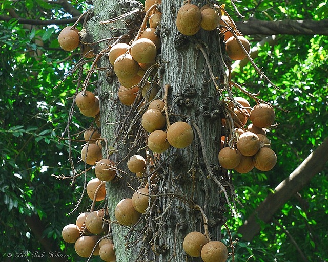 The Cannonball Tree | Amusing Planet